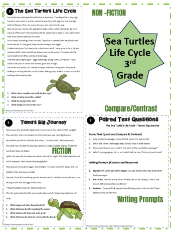 Sea Turtles/Tamas Journey Worksheets