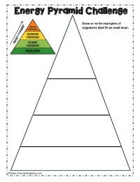 Ecosystems, Energy and Interactions Worksheets
