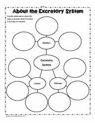 Human Body Printables Worksheets