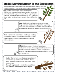 Ecosystems, Energy and Interactions Worksheets